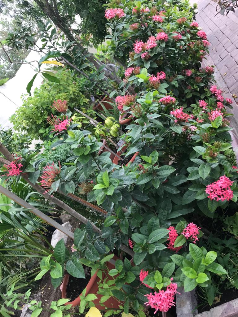 Incredible Ixoras! - letstalkgardens