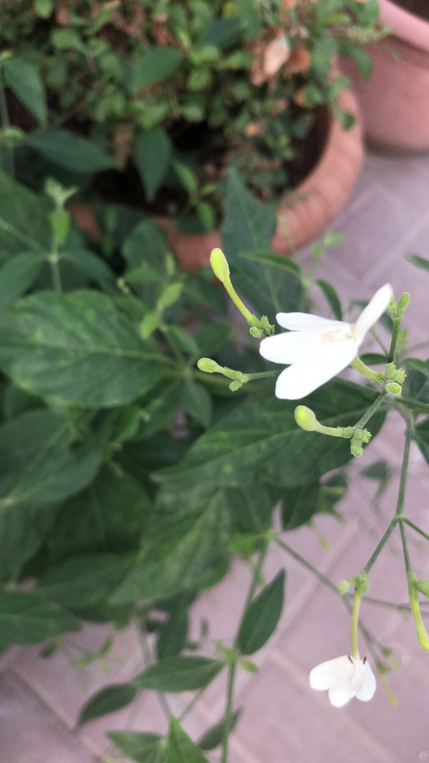 Sweet Snake Jasmine - letstalkgardens