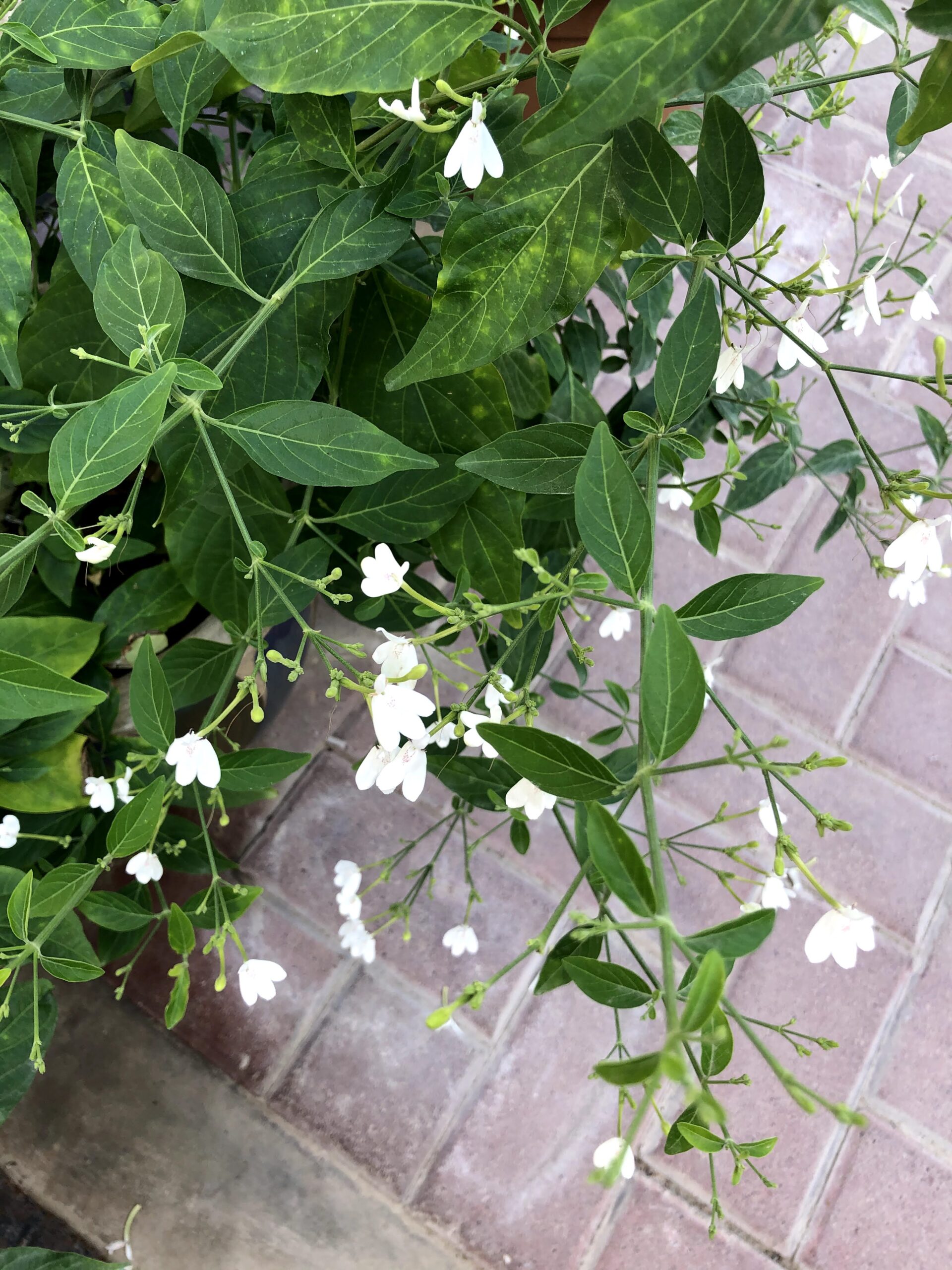 Sweet Snake Jasmine - letstalkgardens