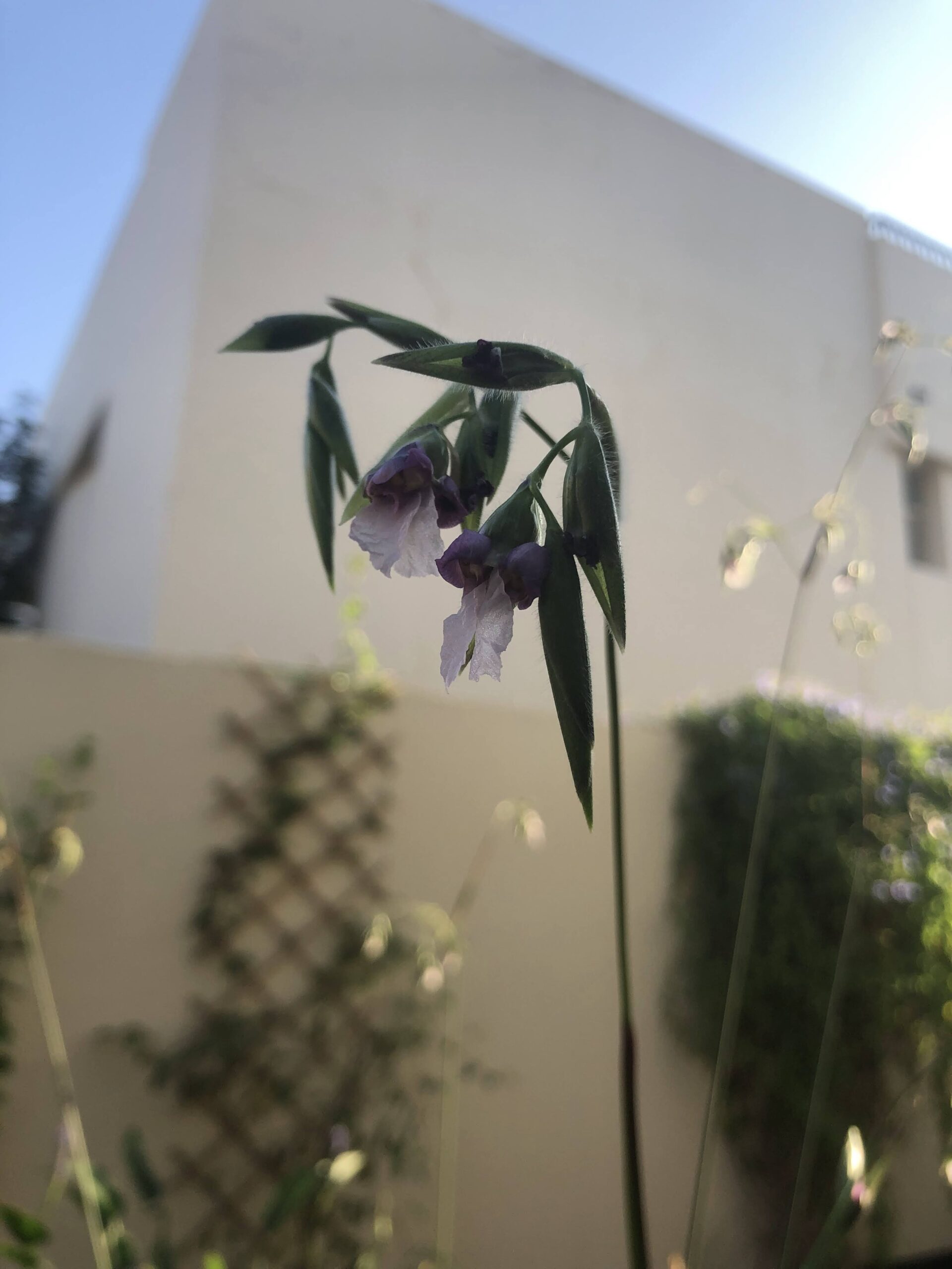 Alligator Flag plant - letstalkgardens