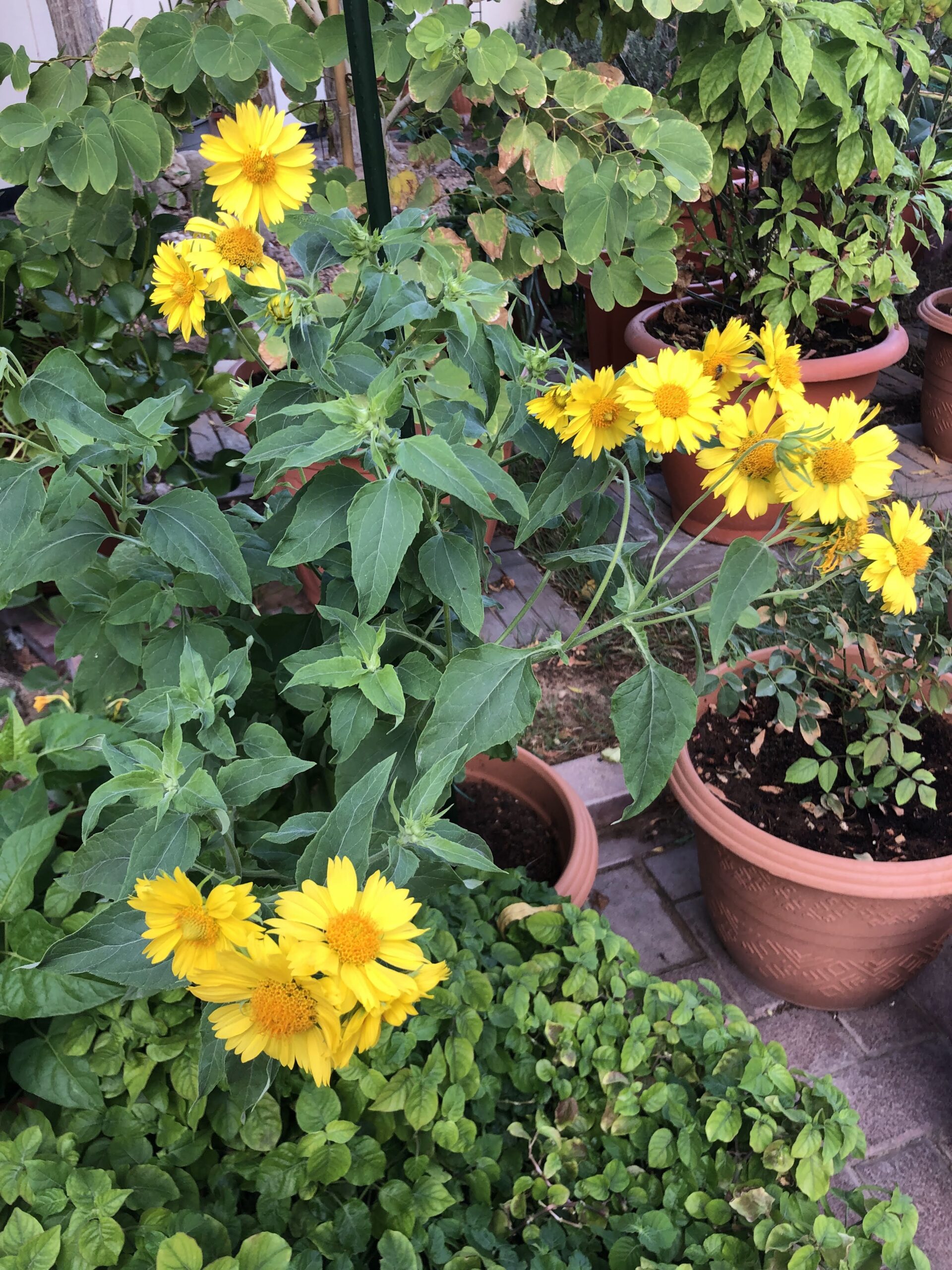 Golden Crownbeard! - letstalkgardens