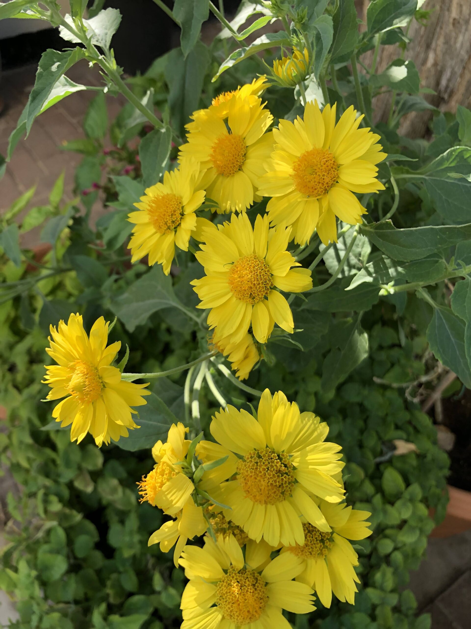Golden Crownbeard! - letstalkgardens