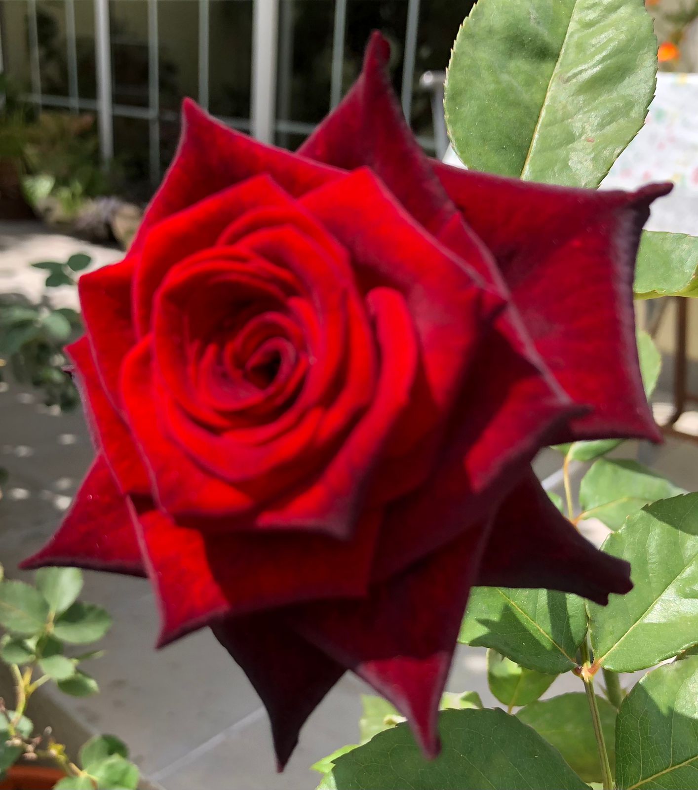 Ravishing Roses! - letstalkgardens