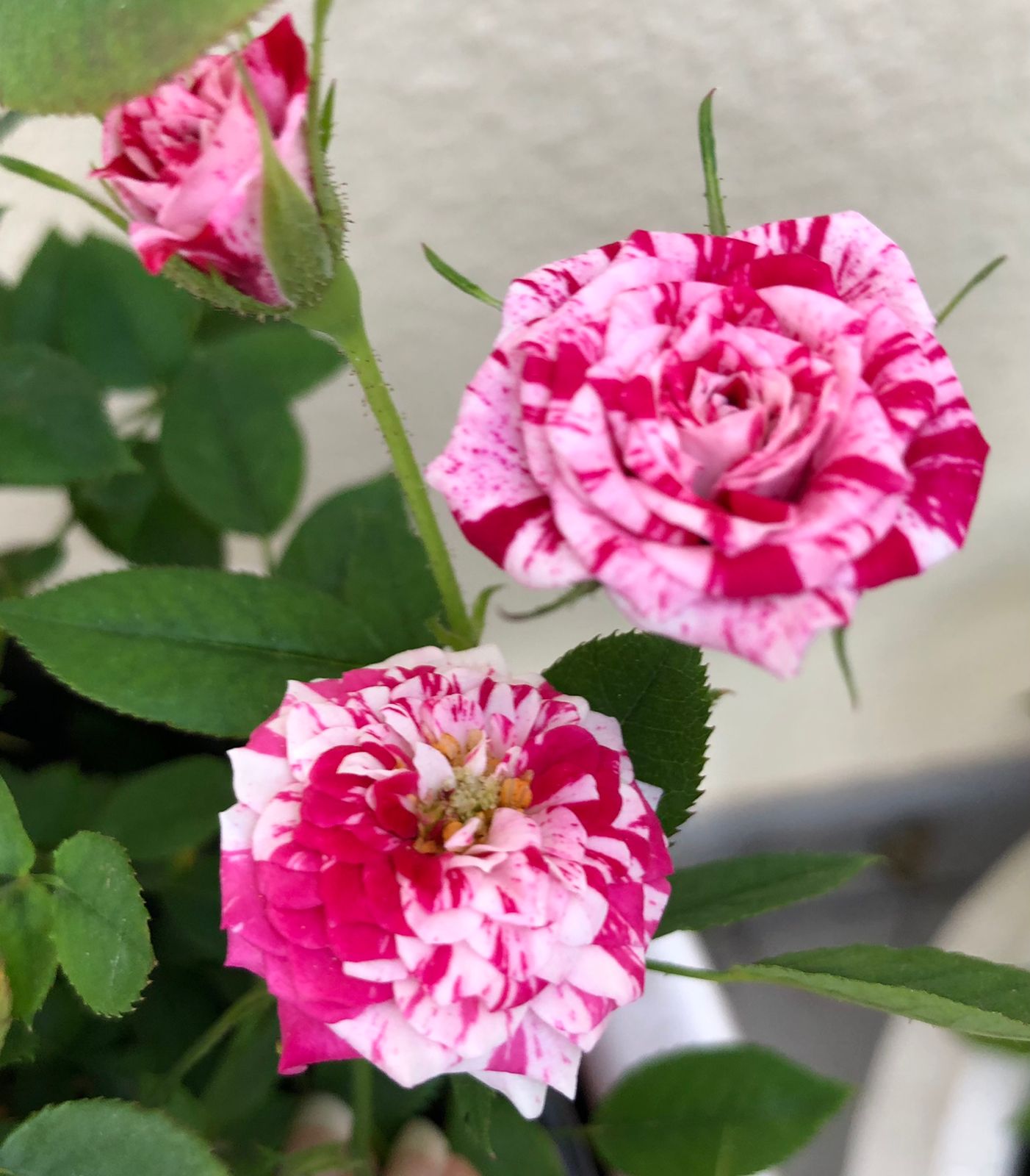 Ravishing Roses! - letstalkgardens