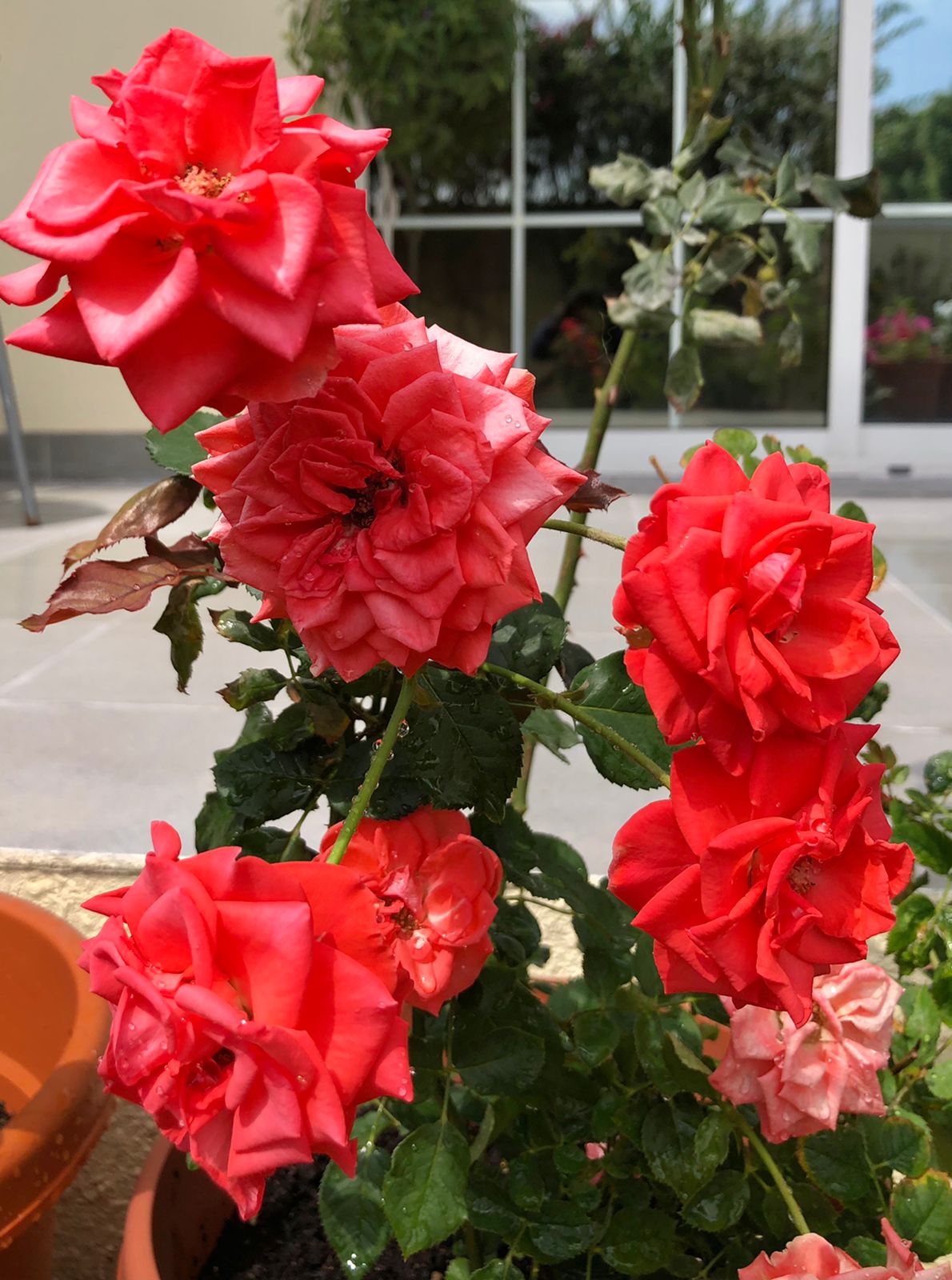 Ravishing Roses! - letstalkgardens