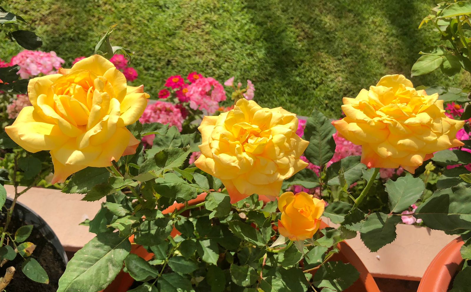 Ravishing Roses! - letstalkgardens