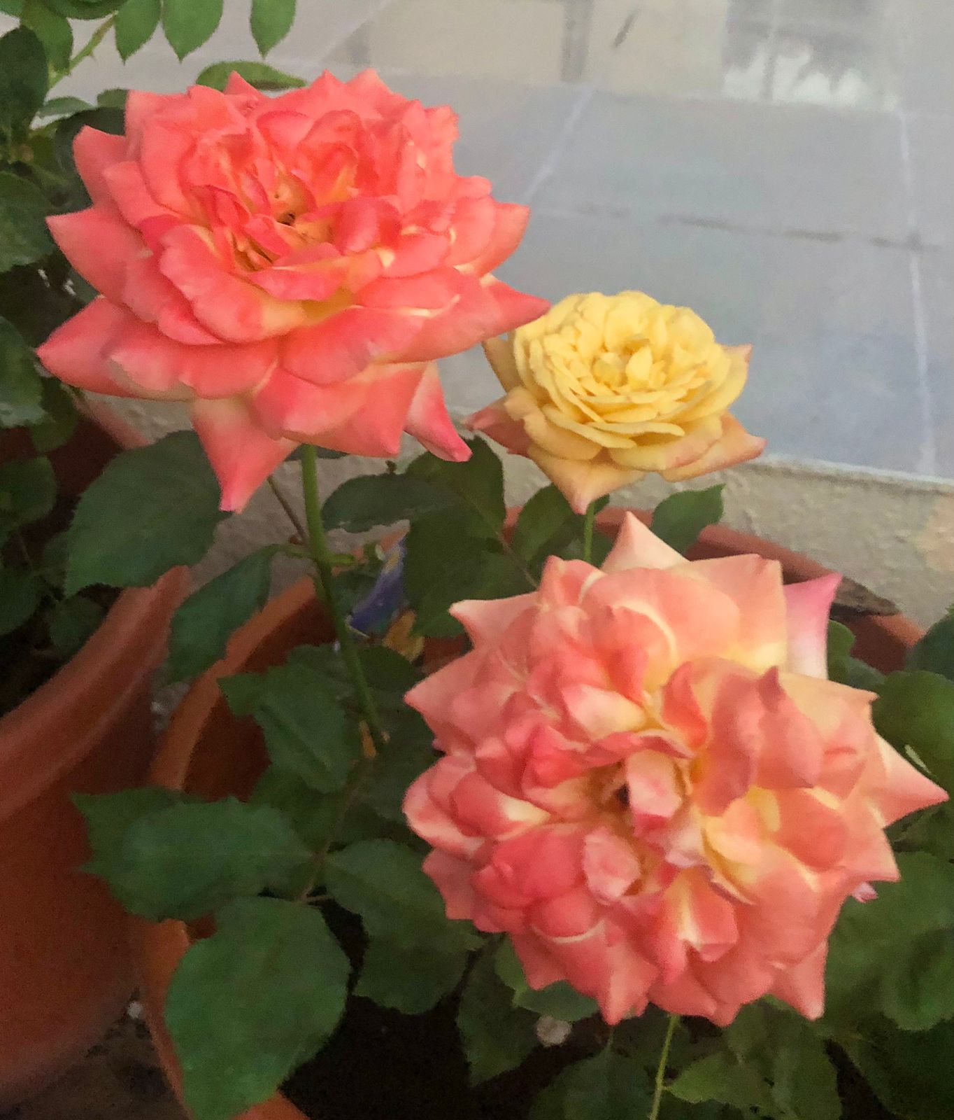 Ravishing Roses! - letstalkgardens