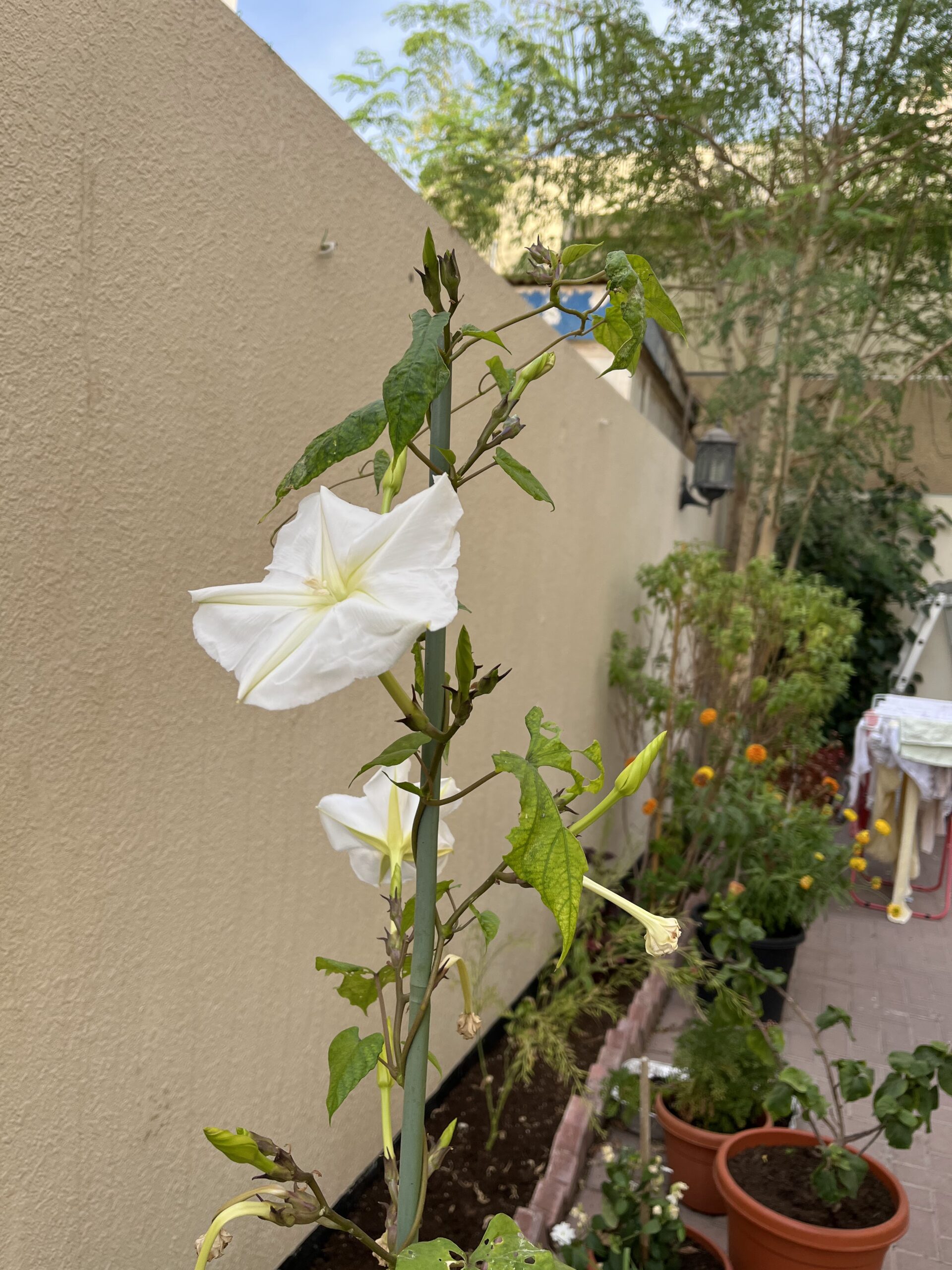 Mystical Moonflower! - letstalkgardens