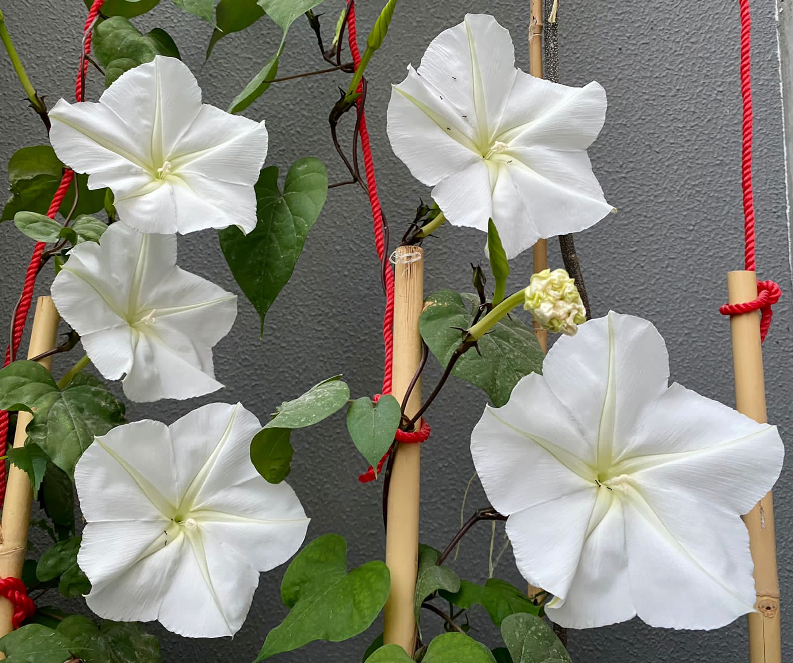 Mystical Moonflower! - letstalkgardens