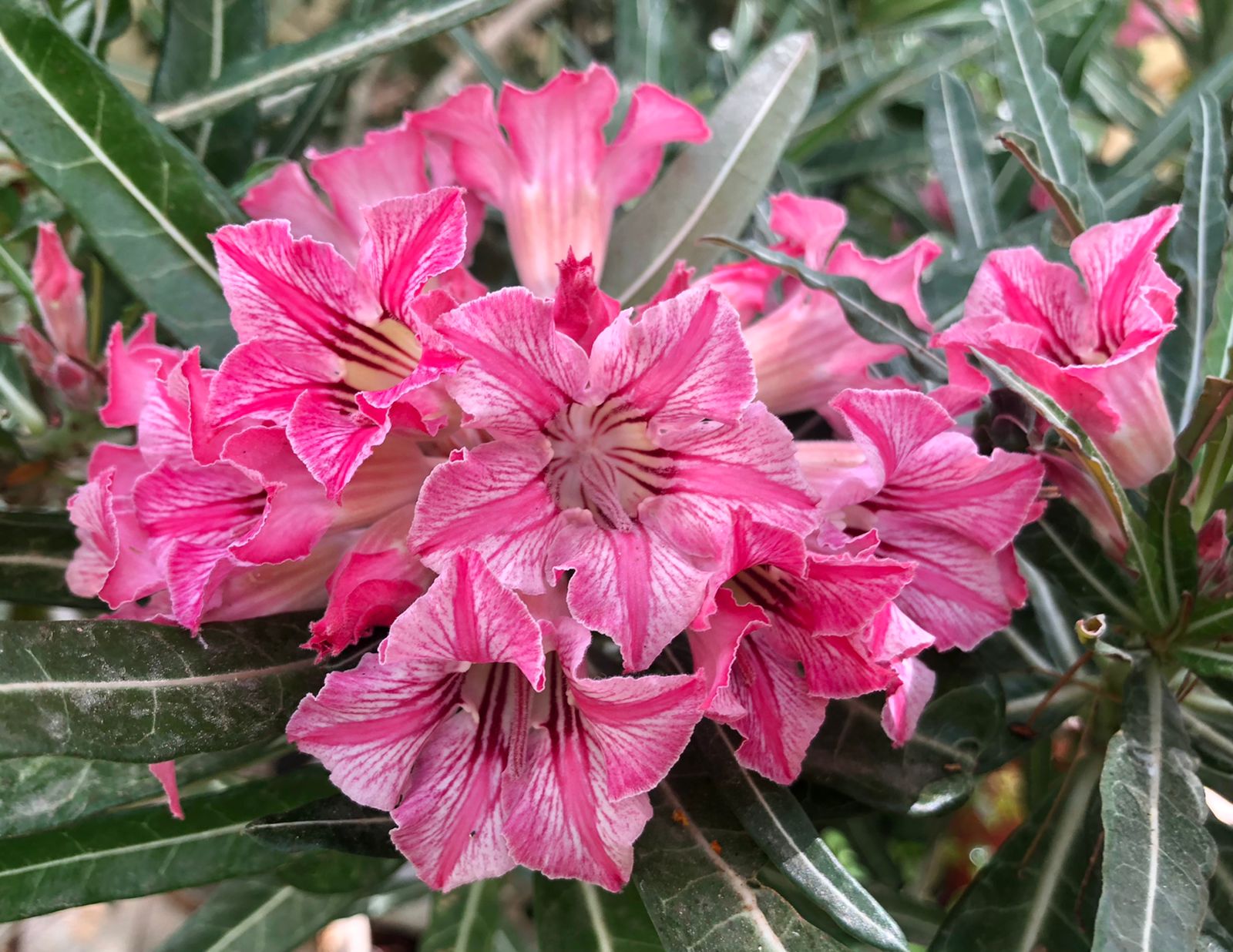 Absolutely Alluring Adeniums! - letstalkgardens