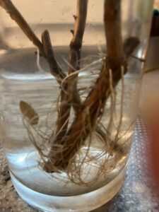 What is the difference between soil and water roots? - letstalkgardens