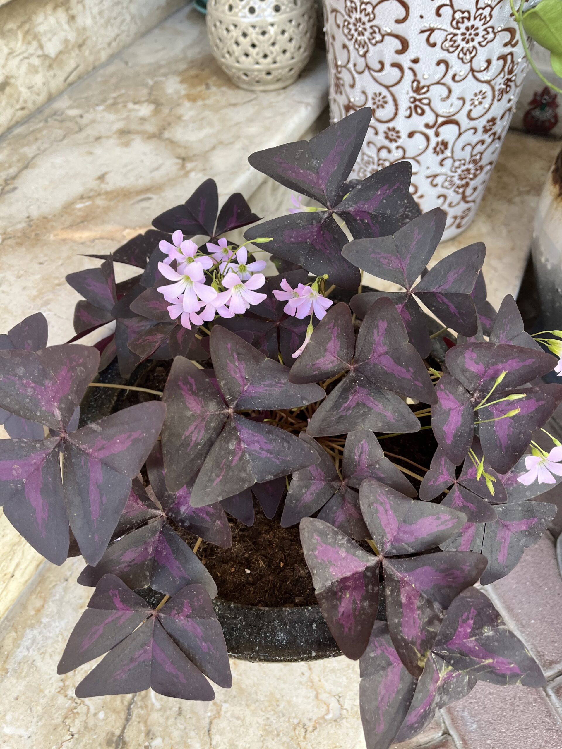 Punchy Purple Oxalis aka False Shamrock - letstalkgardens