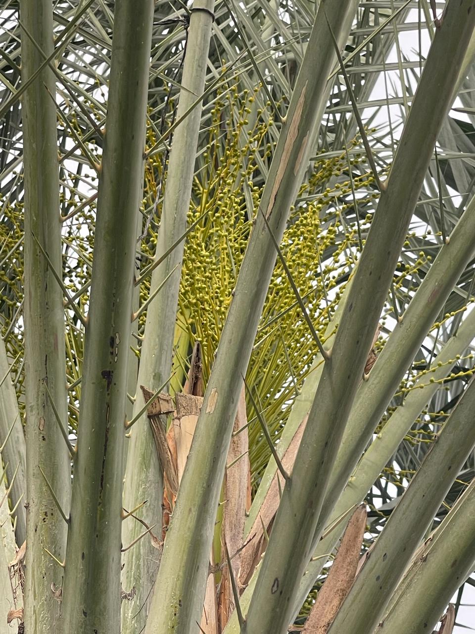 How to pollinate date palms? - letstalkgardens